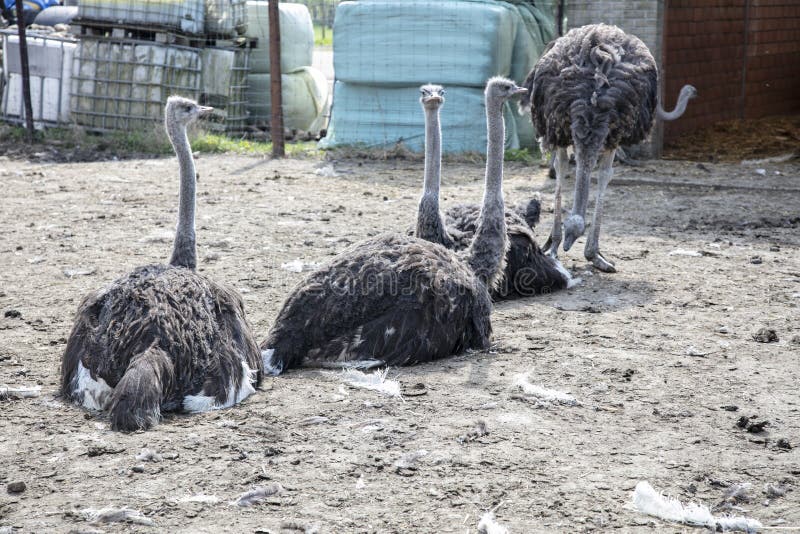 Strich on the Farm, Beautiful Large Birds Stock Image - Image of fauna ...