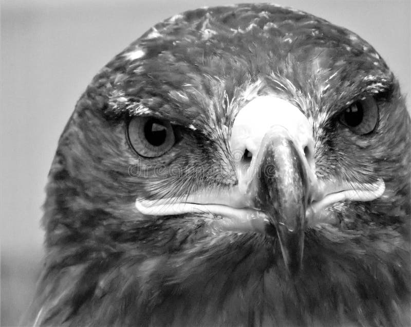 Eager Eagle Stock Photos - Free & Royalty-Free Stock Photos from Dreamstime