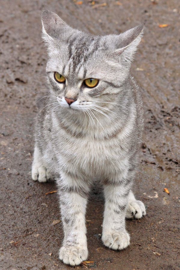 Strict kitten stock photo. Image of street, kitten, emotion - 40500026