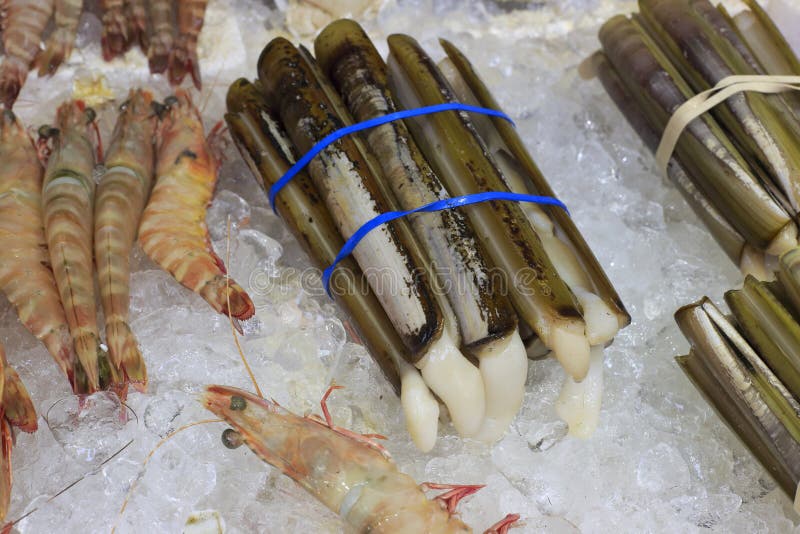 Strictus und Garnele Solen stockbild. Bild von rasiermesser - 49212897
