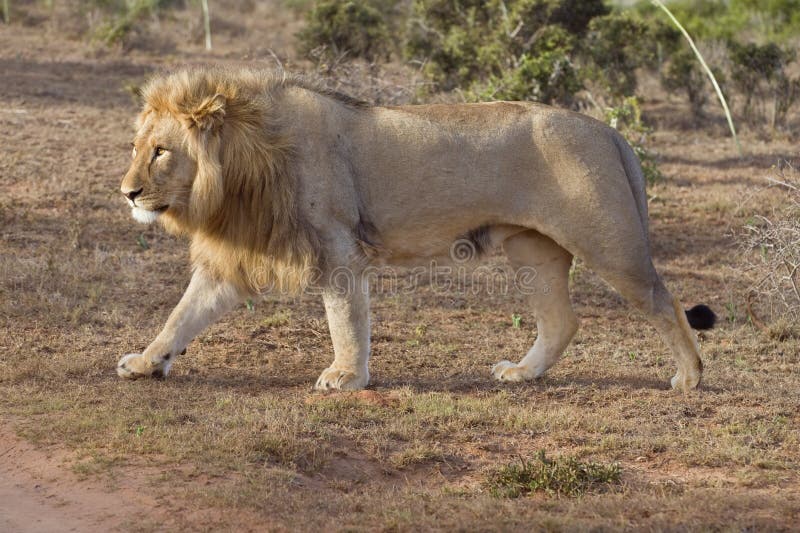 Striding Male Lion stock photo. Image of striding, bush - 7853502