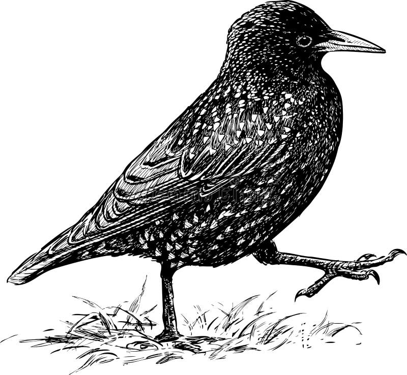 Wings Starling Stock Illustrations – 299 Wings Starling Stock ...
