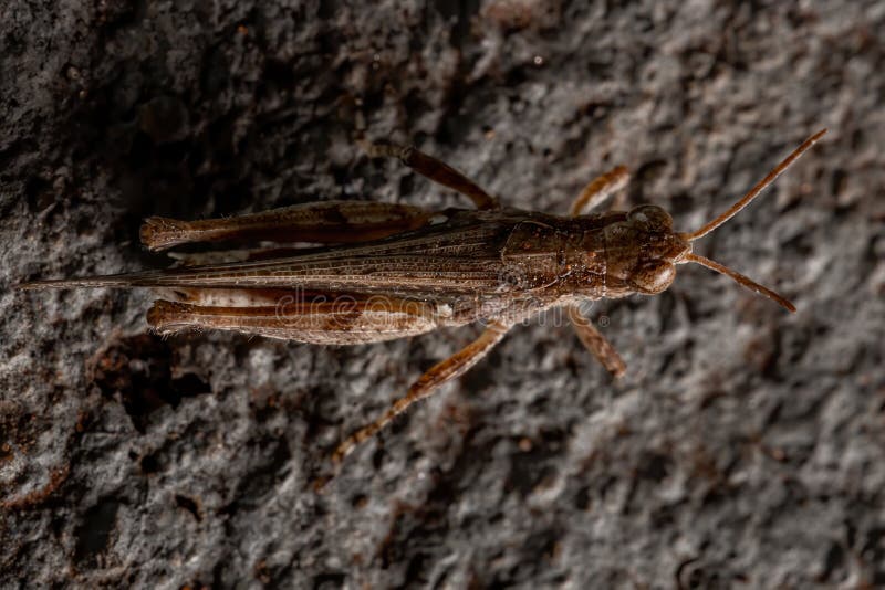 Stridulating Slant-faced Grasshopper Stock Image - Image of entomology ...