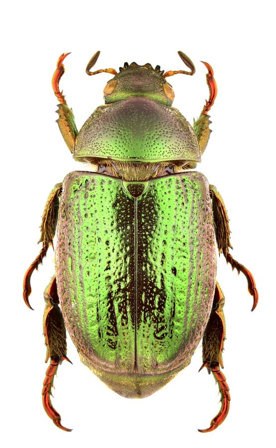 Strigidia Stock Photos - Free & Royalty-Free Stock Photos from Dreamstime