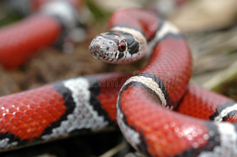 Strike a Pose stock photo. Image of beauty, mimicry, wild - 3356428