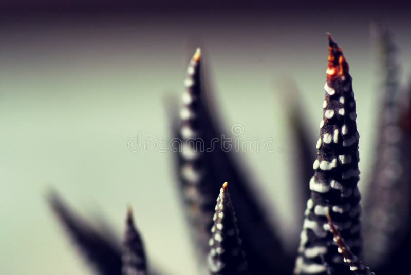 Striking stock photo. Image of cactus, tree, garden - 100719138