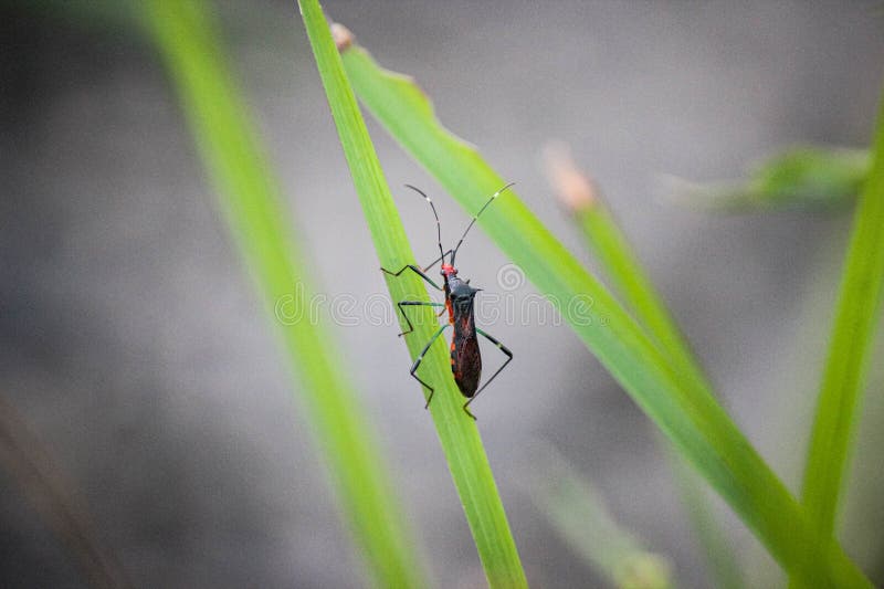 A Striking Assassin Bug Clings 3 Stock Image - Image of tree, outdoor ...