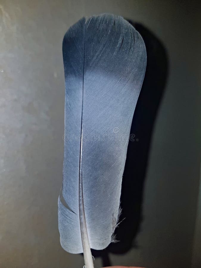 7,054 Black Feather Blurred Background Stock Photos - Free & Royalty ...