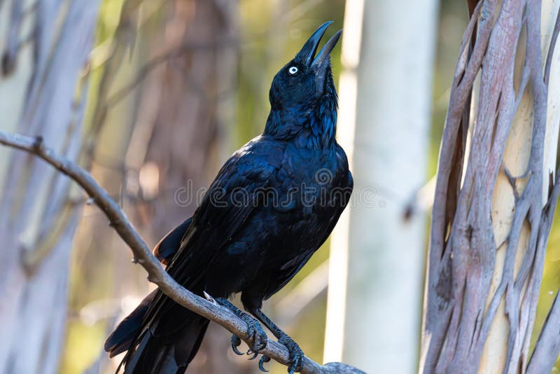 Black Raven Perched on a Tree Branch. Stock Image - Image of black ...