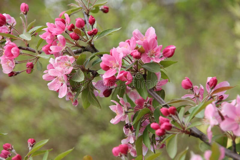 Striking Blooming Apple Tree in the Garden. Stock Photo - Image of ...