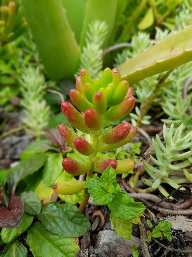 Bulbous succulent stock photo. Image of succulent, lush - 112364550