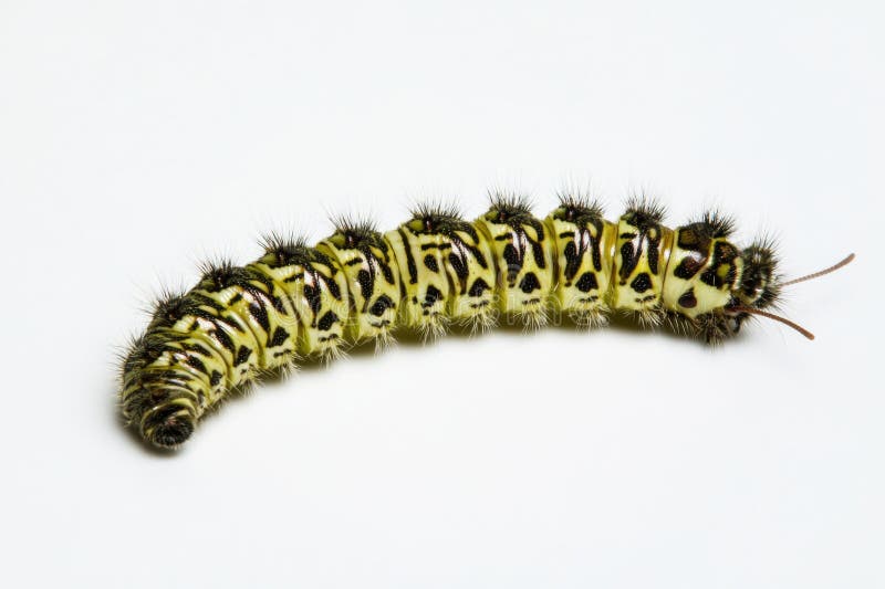 High Quality Close-up of a Vibrant Green Caterpillar on a White ...