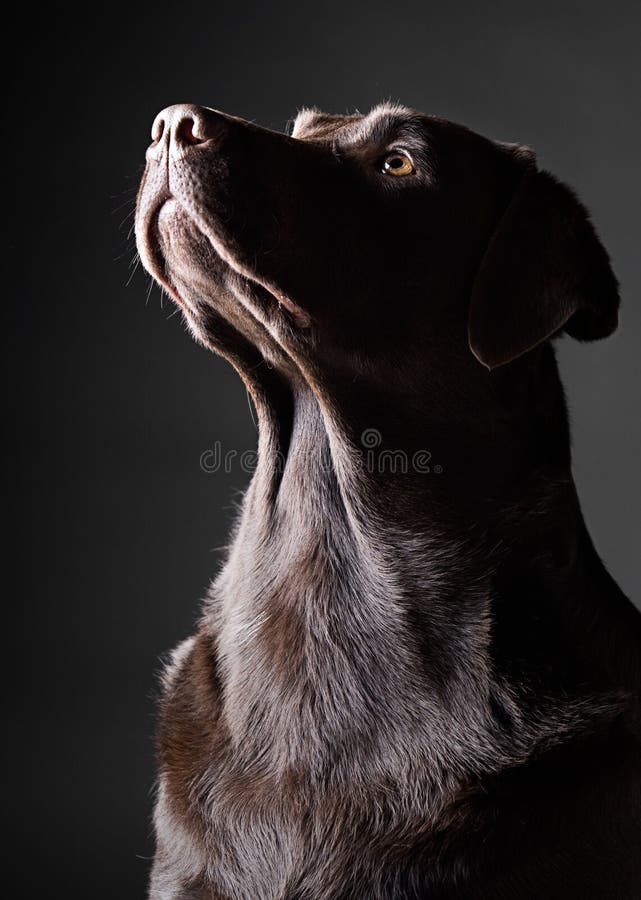 Labrador Dog Looking To His Left Stock Image - Image of brown, mammal ...