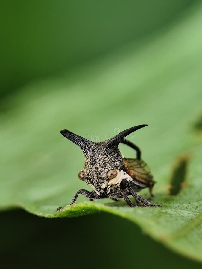 A Striking Close-up of a Unique Treehopper on a Green Leaf, Showcasing ...