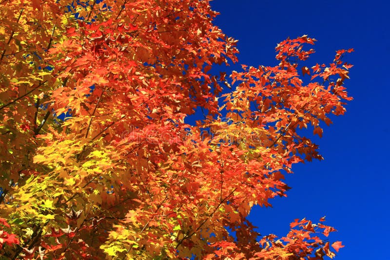 The Striking Colors of Autumn. Stock Image - Image of fall, trunk: 3617067