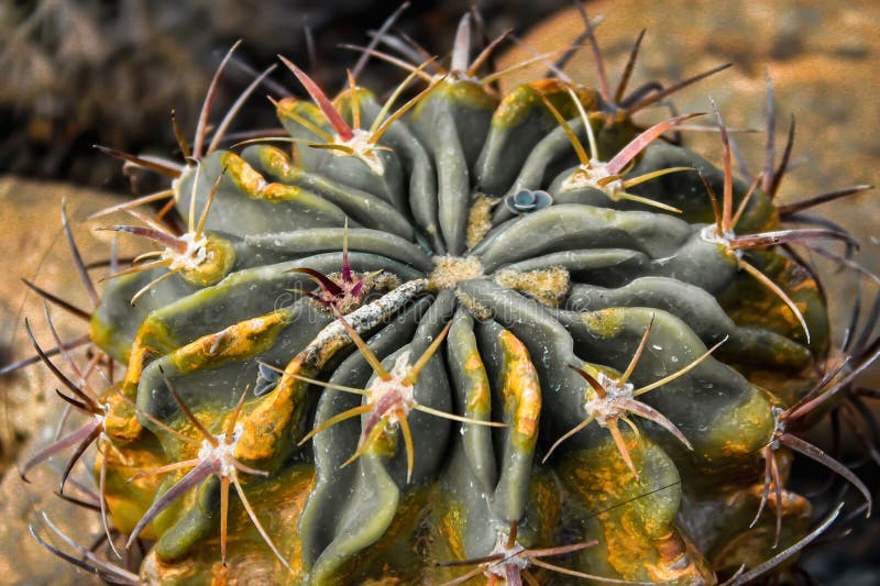 Spiky Sentinel: a Tall Cylindrical Cactus Covered in Sharp, Pale Spines ...