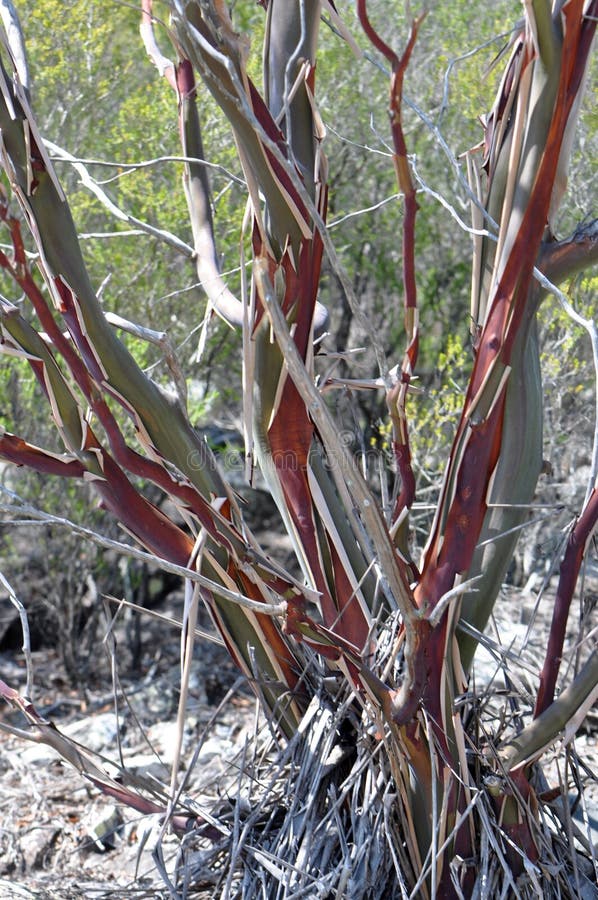 Striking Eucalyptus Caesia ‘Silver Princess’ Tree Tunks Stock Photo ...