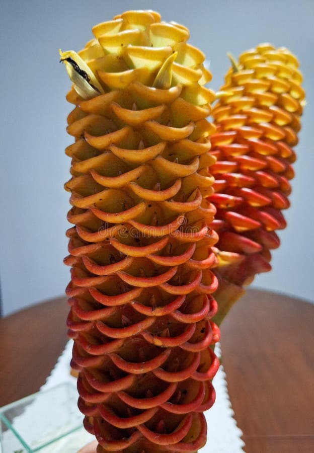 An Exotic or Erotic Flower: Stock Image - Image of exotic, erotic ...