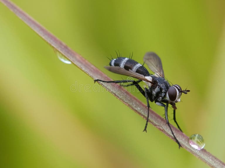 Striking Fly & X28;Diptera Order& X29; with Bold Black and White ...