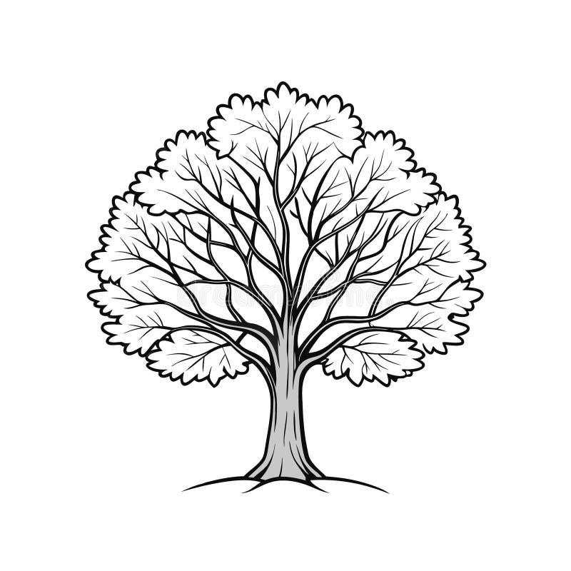 Striking White Ash Tree Illustration Stock Illustration - Illustration ...