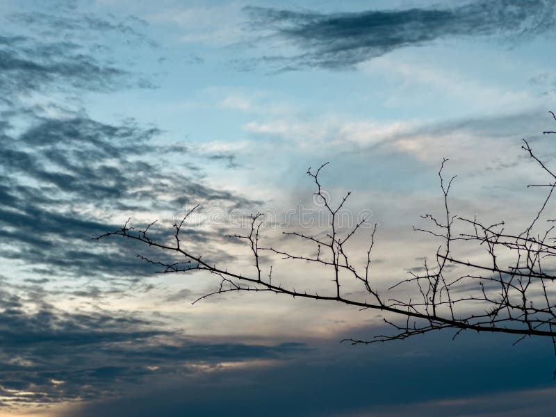 Bare Tree Branches Silhouetted Against the Sky Stock Photo - Image of ...
