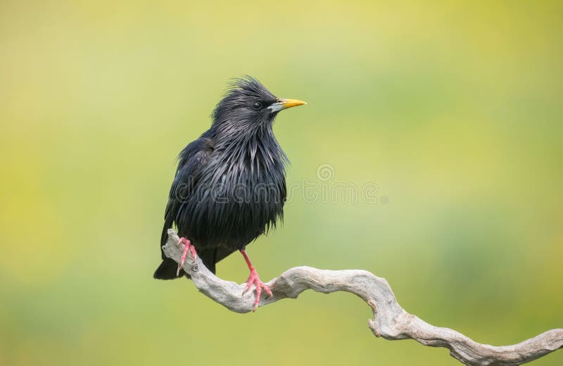 Black Starling on a Branch with Green Backdrop. Stock Image - Image of ...