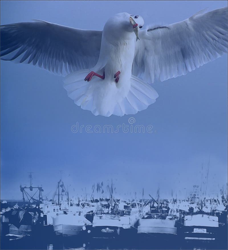 Striking Image of Gull in Flight Over Fishing Boats Stock Image - Image ...