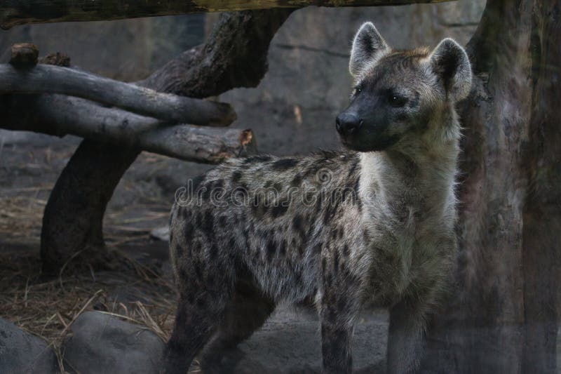 Captivating Portrait of a Curious Hyena Stock Photo - Image of animal ...