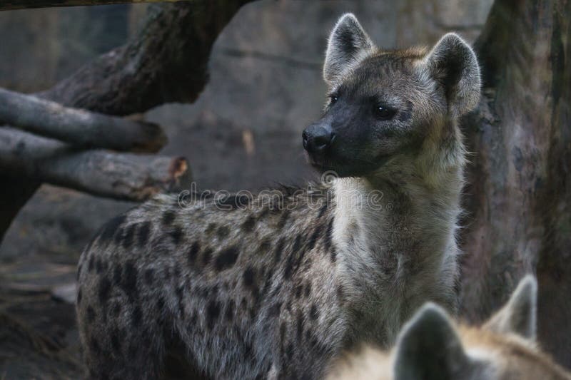 Captivating Portrait of a Curious Hyena Stock Image - Image of ...
