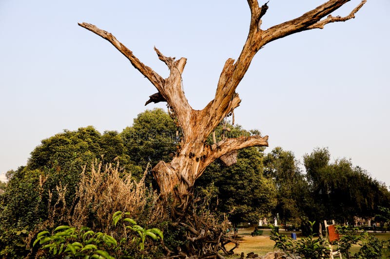 A Striking Image of a Large, Dead Tree with Sprawling, Weathered ...