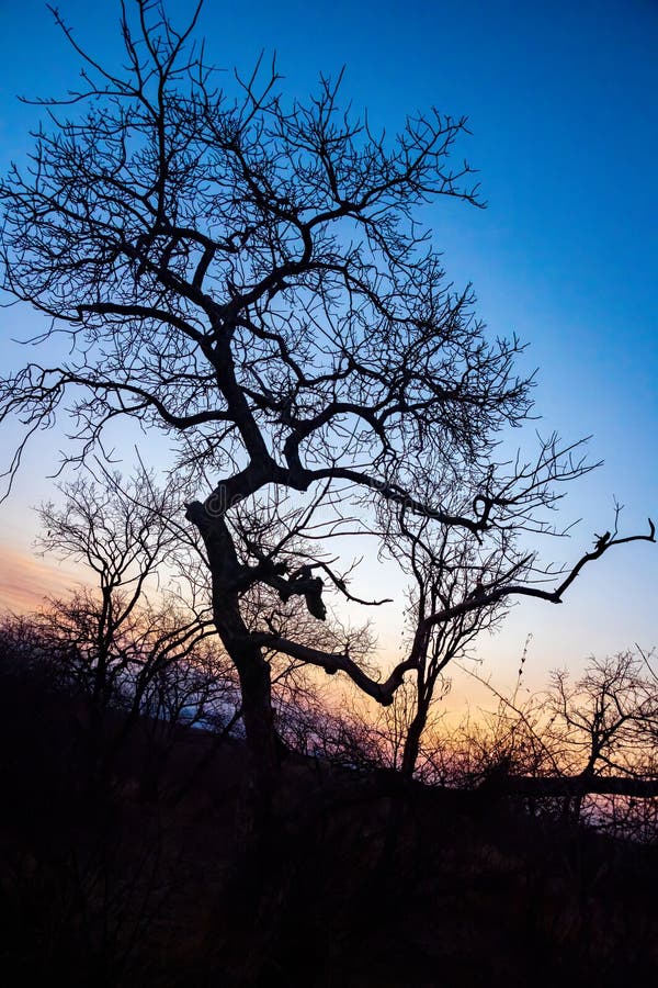 Leafless Tree Silhouetted Against a Vibrant Sunrise in Zimbabwe S Warm ...