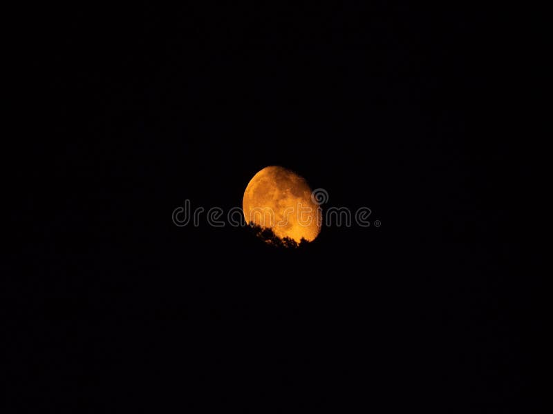 Striking Image of an Orange Moon Partially Obscured by Trees in a Dark ...
