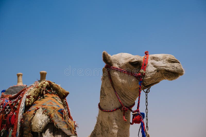 Striking Image of a Single Camel Standing in the Foreground of the ...