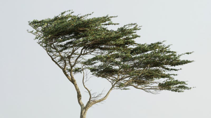 Windswept Coastal Tree Green Foliage Nature Photography Dramatic ...