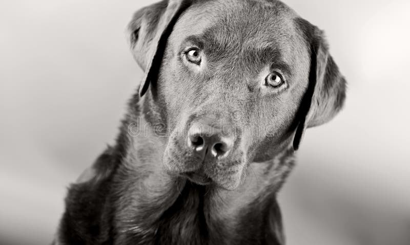 Striking Labrador stock image. Image of monochrome, animal - 10745709