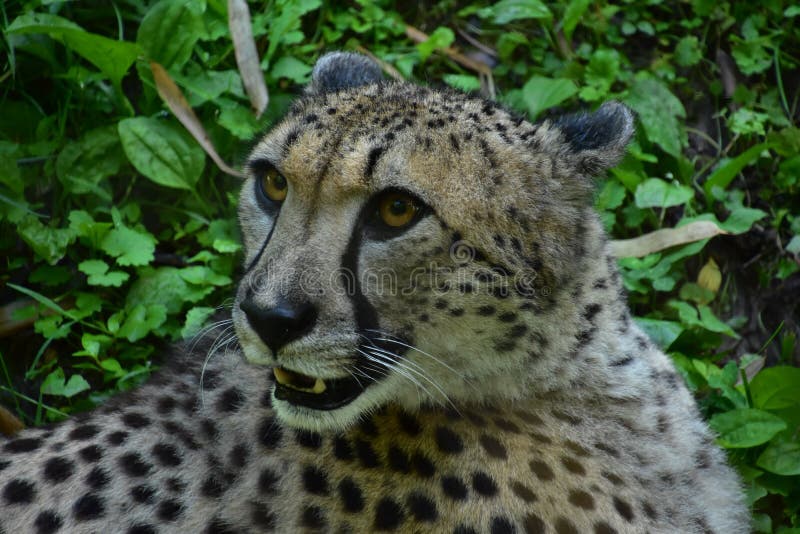 Striking Markings and Spots on a Cheetah Stock Image - Image of animal ...
