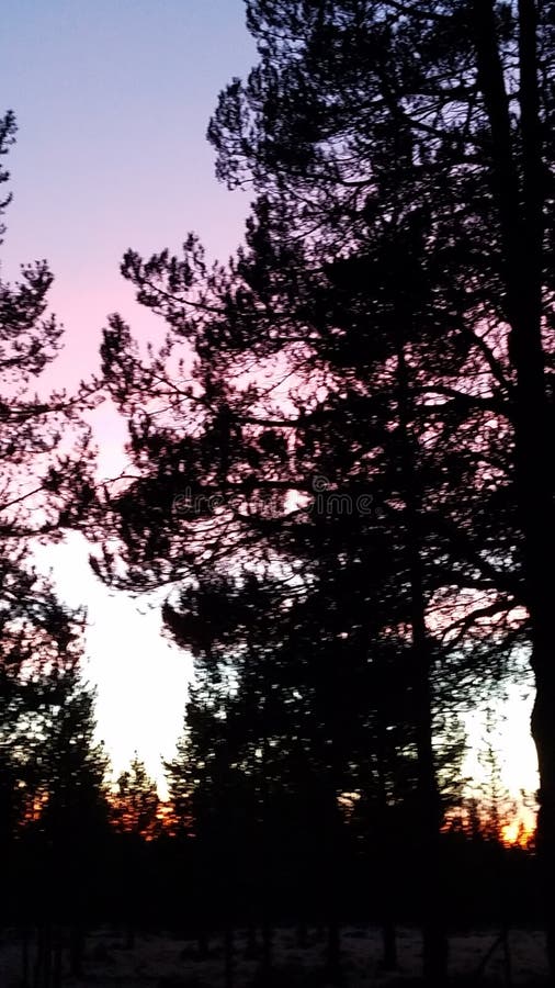 Striking Pink and Red Sunset with Pine Tree Silhouettes Stock Photo ...