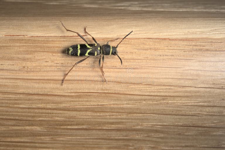 Recognizable Identification Stock Photos - Free & Royalty-Free Stock ...