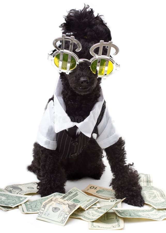 Dog with money stock photo. Image of dogs, finance, bring - 3589658