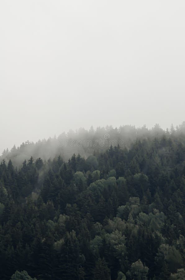 Striking Shot of a Stunning Landscape Featuring Tall Pine Trees and ...