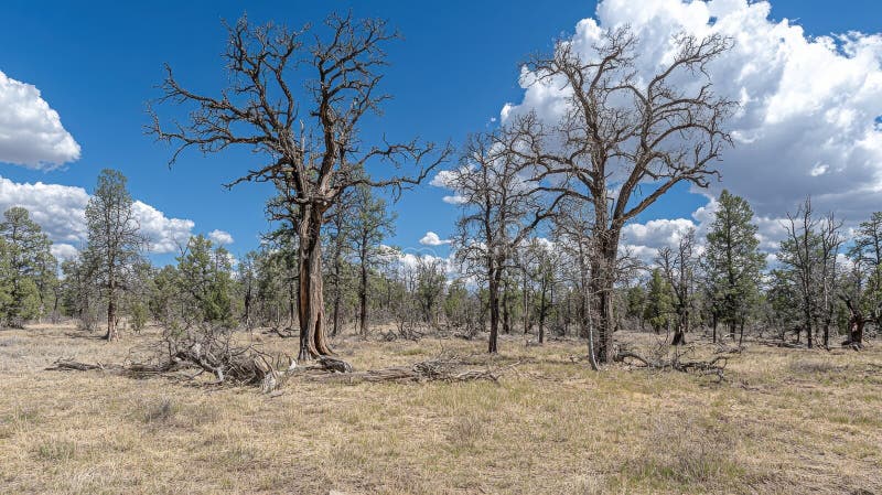Striking Sky Contrasts with Sparse Forest Landscape on a Summer Day ...