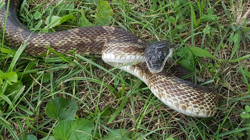 Snake striking stock image. Image of scary, watch, striking - 10902329