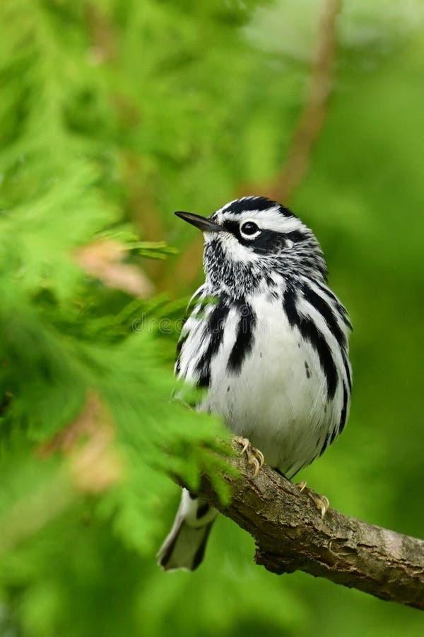 Black White Warbler Perched Cedar Tree Stock Photos - Free & Royalty ...
