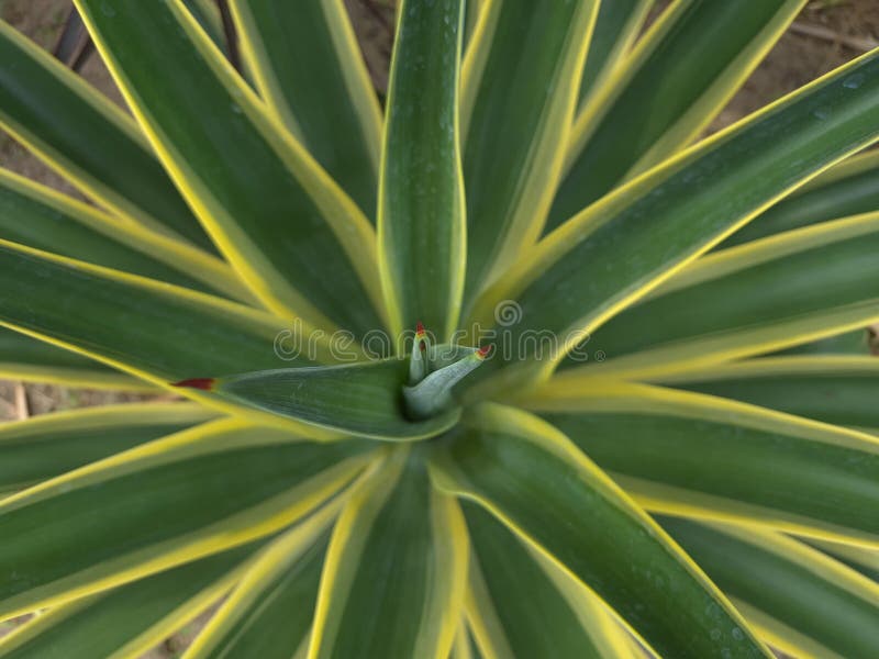Striking Top-down View of a Rosette-shaped Plant, Likely a Type of ...