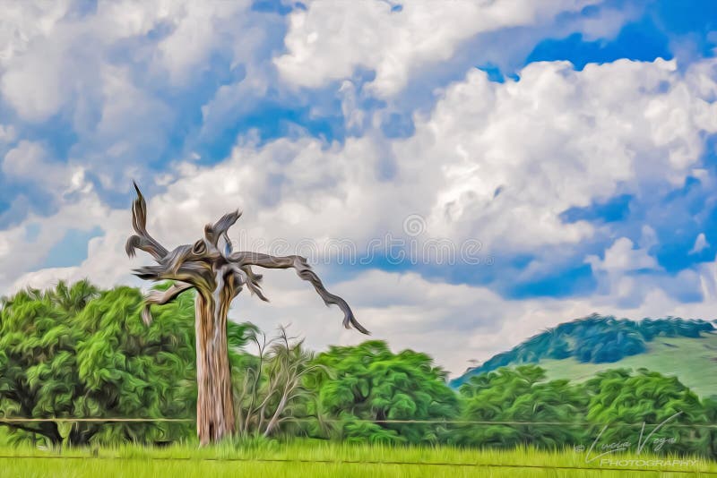 Striking Tree and Landscape Art Stock Image - Image of toulumne, nature ...