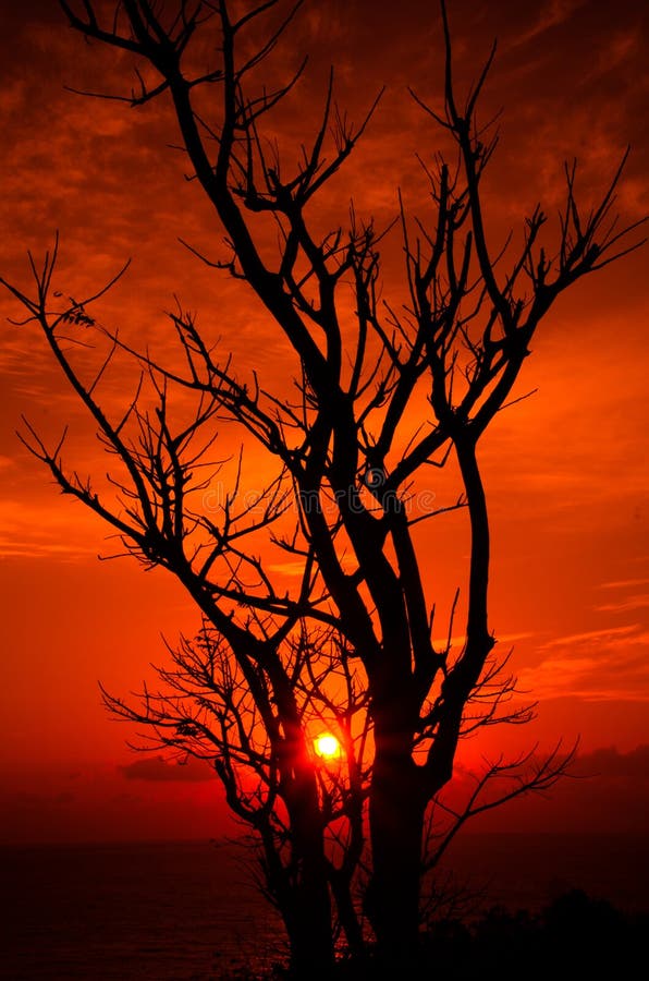 A Striking Upward Perspective of a Bare Tree Against a Sunset Sky ...