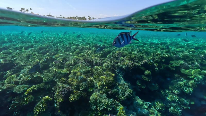 A Striking View of the Coral Reef, Under the Surface of the Water and a ...