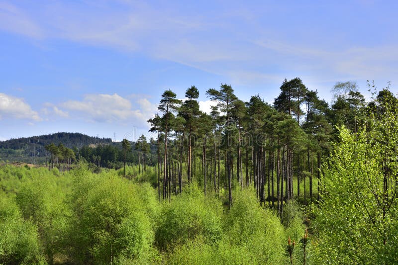 Striking View of Pine Trees in Park of the Scottish Highlands Stock ...