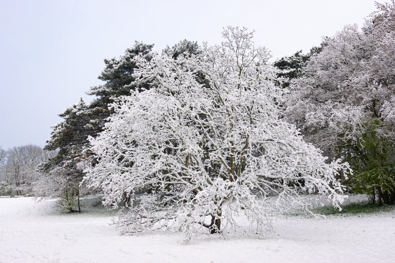 Lone Tree Covered with a Fresh Layer of Snow Stock Photo - Image of ...