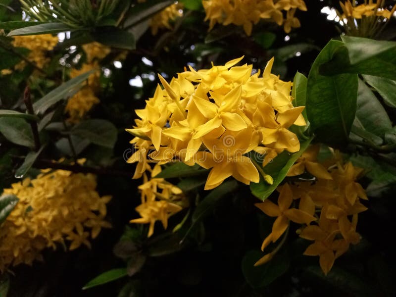 A Striking Yellow Flower Symbolizing Unity, with a Strong and ...